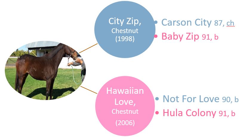CityZip filly – Royal Victory Thoroughbreds