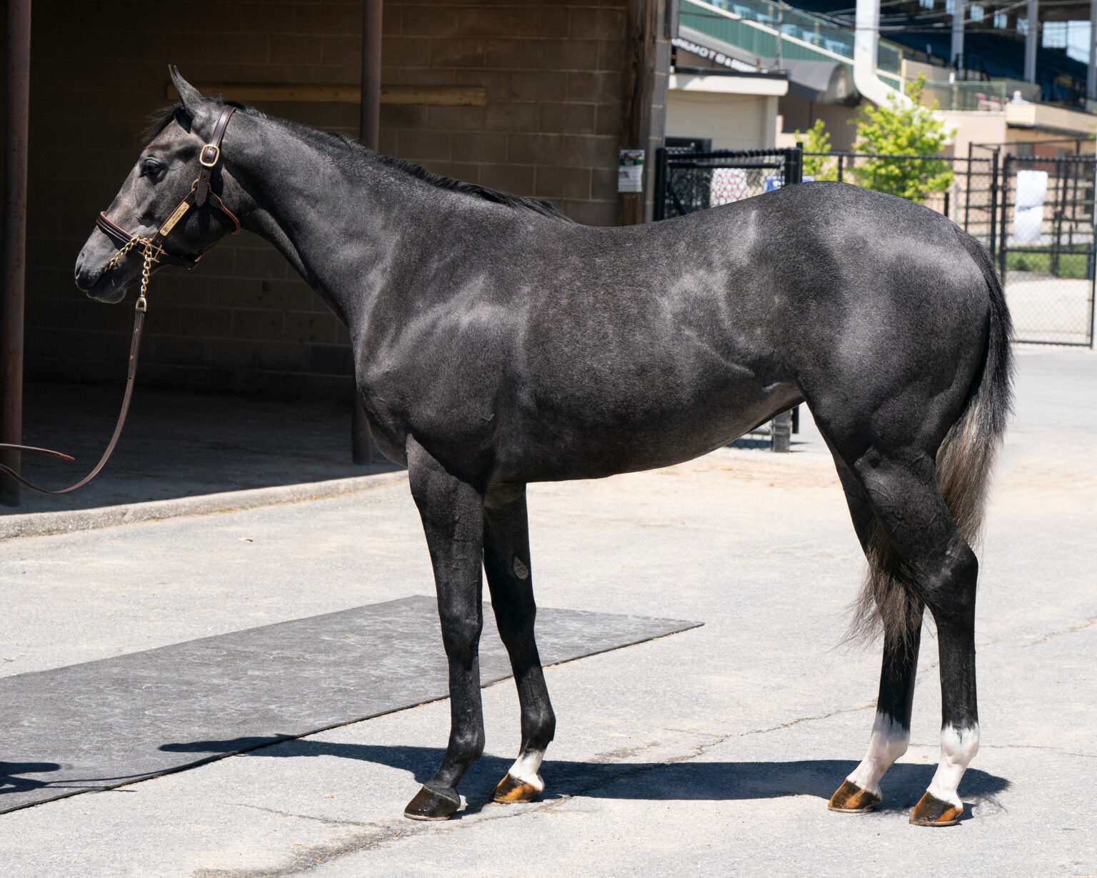Snowboarder – Royal Victory Thoroughbreds